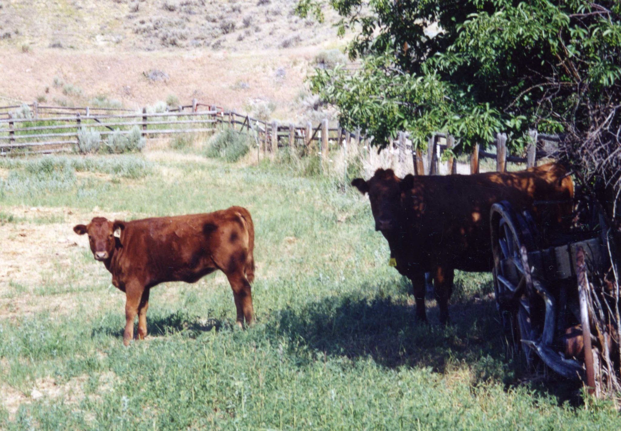Minimizing Heat Stress in Cattle - Countryside